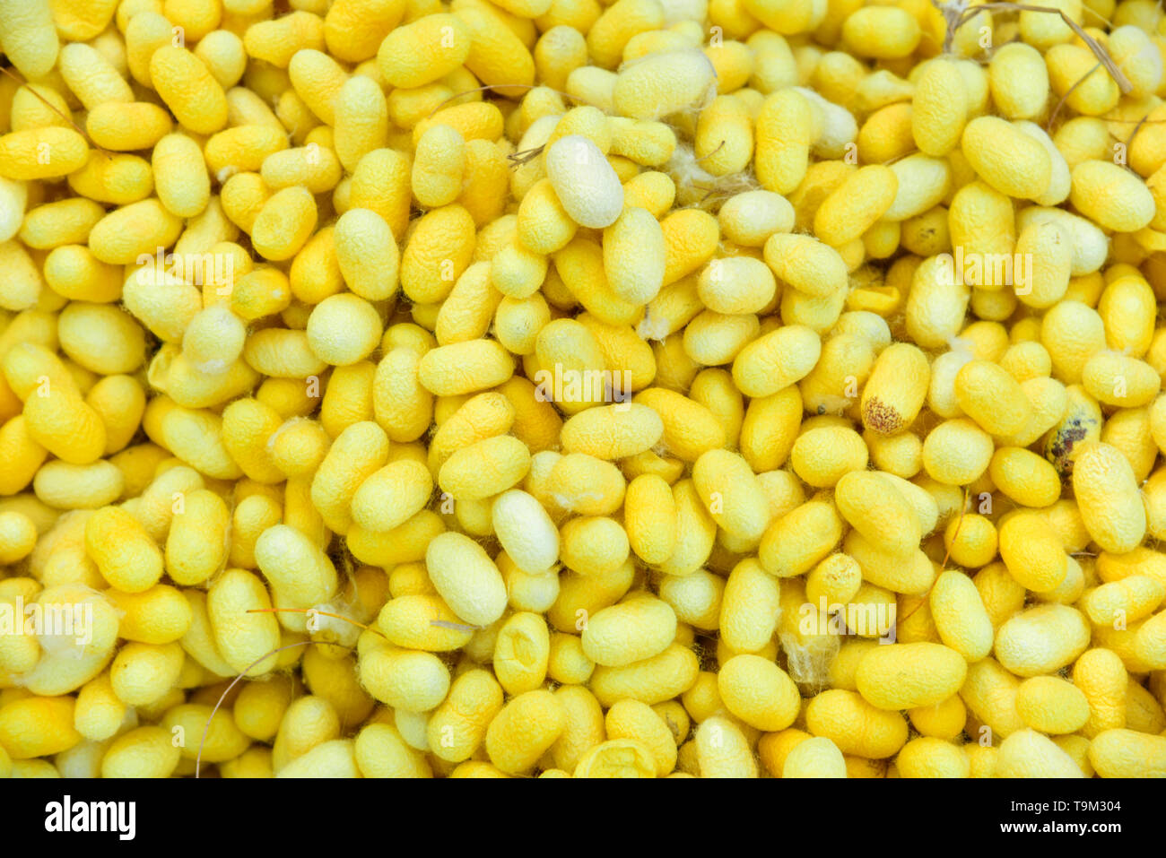 Yellow cocoon hi-res stock photography and images - Alamy