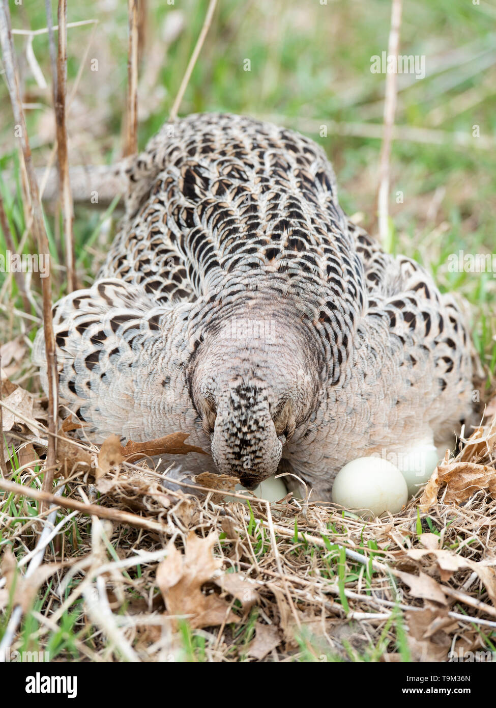 Female pheasant nest hi-res stock photography and images - Alamy