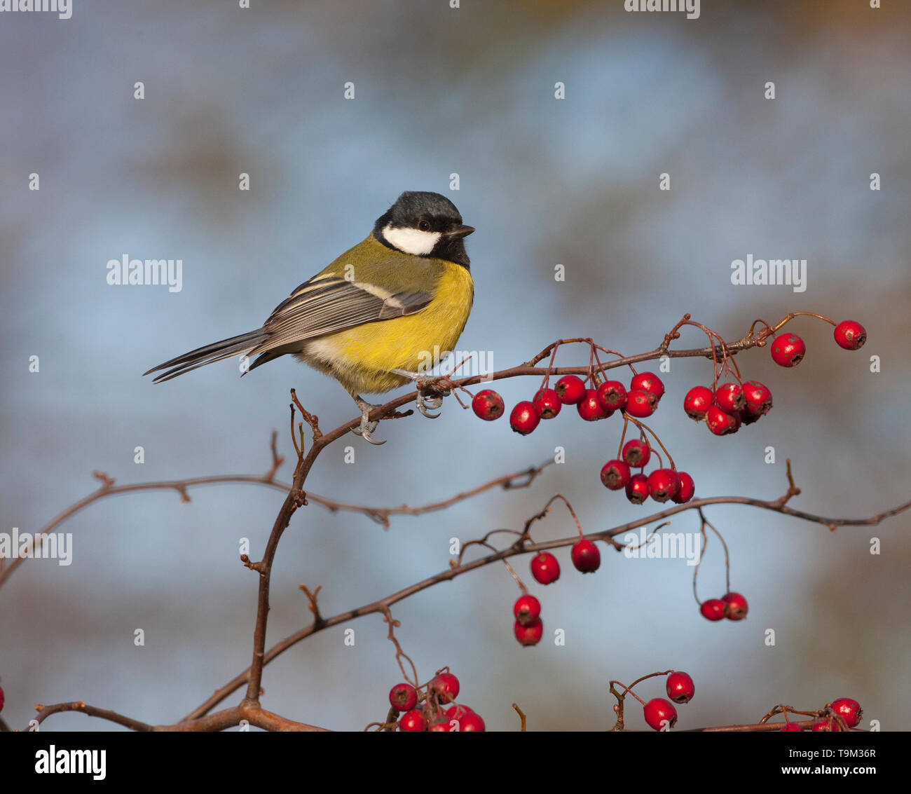 Great tit Parus major perched on hawthorn berries in hedge row Stock ...