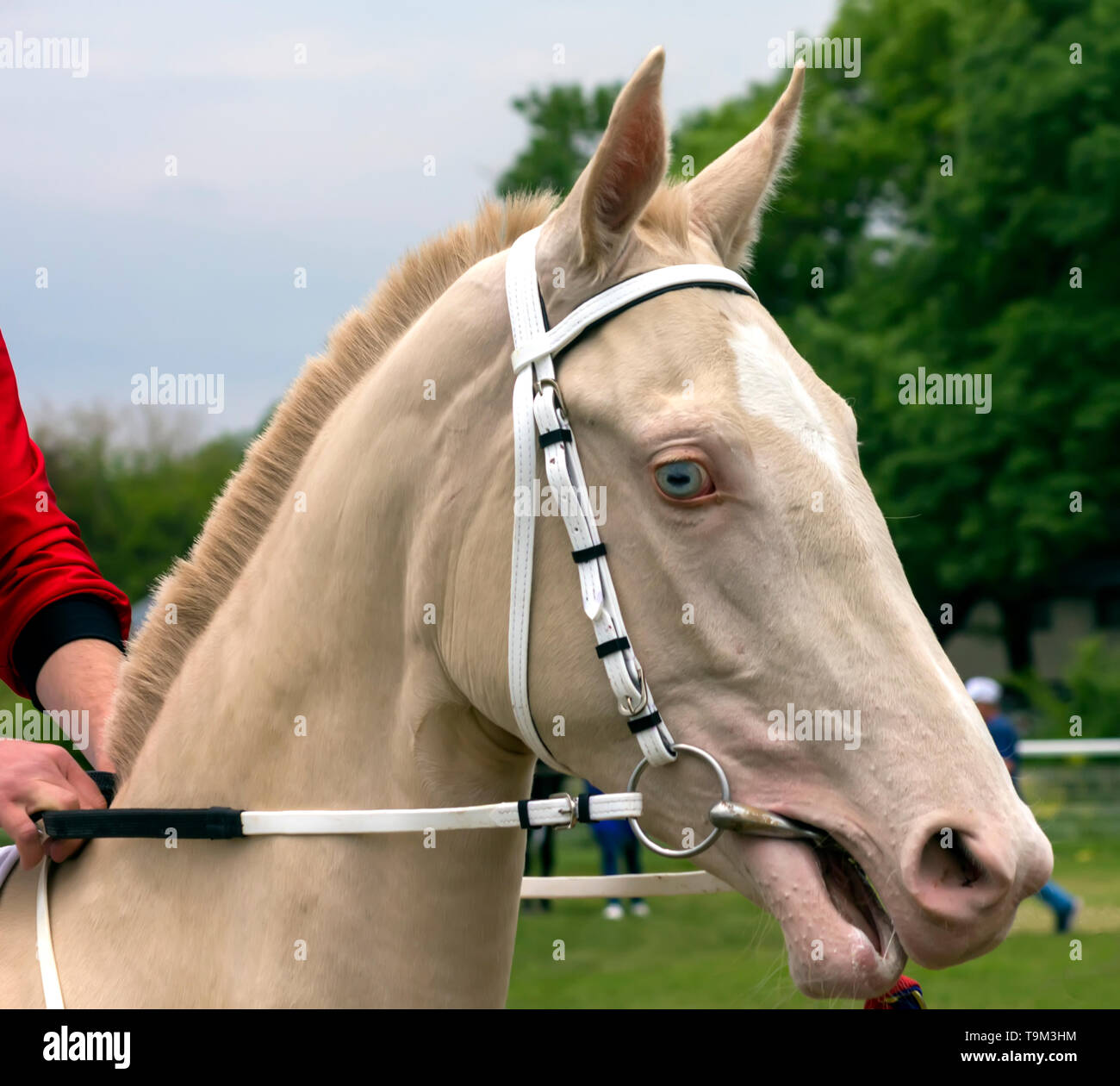 Portrait of a akhal-teke horse Stock Photo - Alamy
