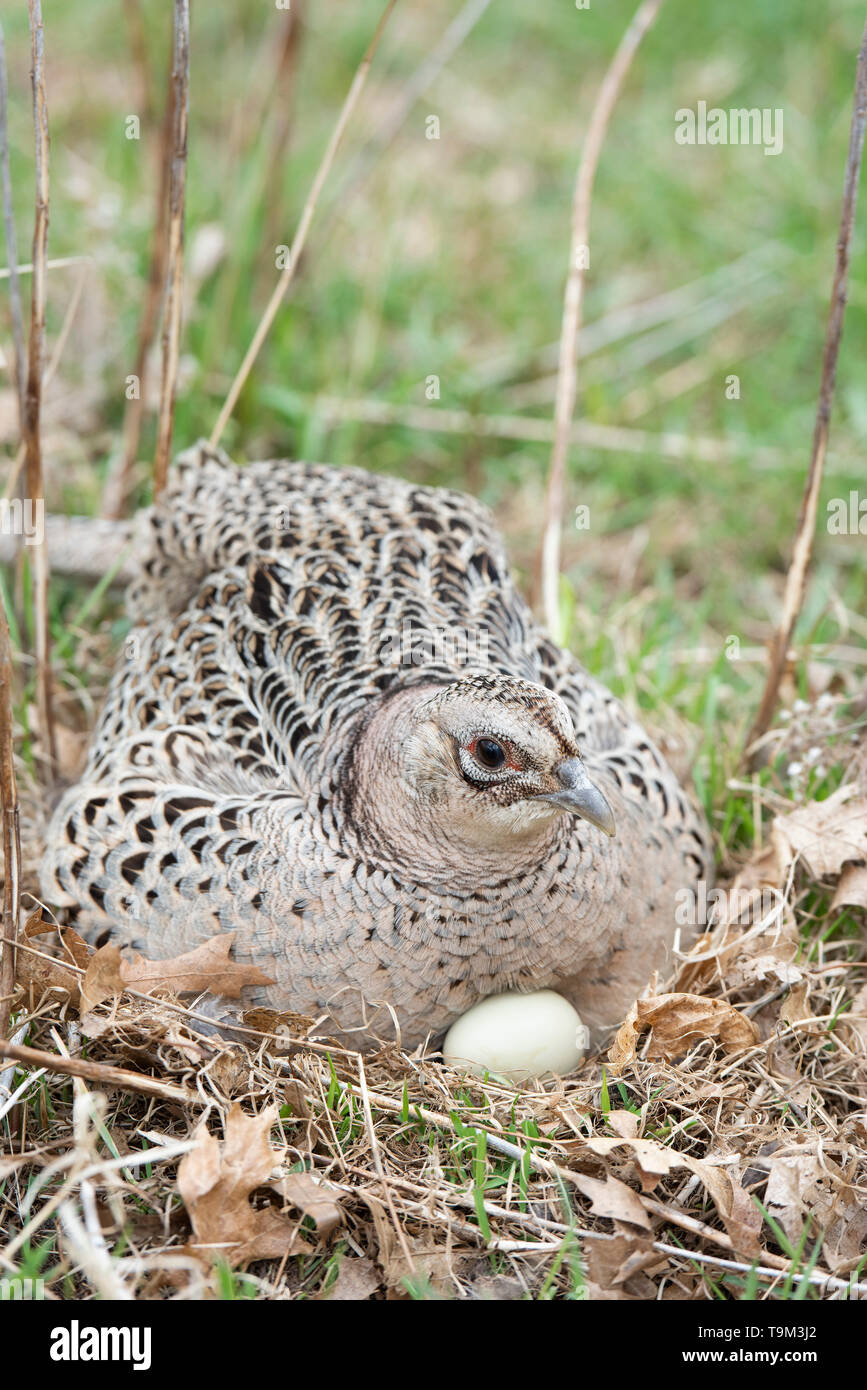 A hen Ringneck pheasant on a nest of eggs in South Dakota Stock Photo ...