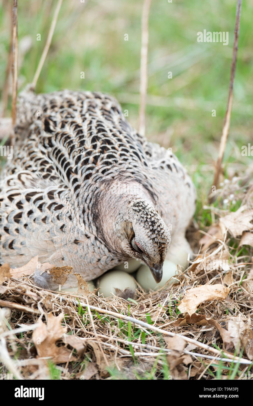 Ringneck pheasant hi-res stock photography and images - Alamy