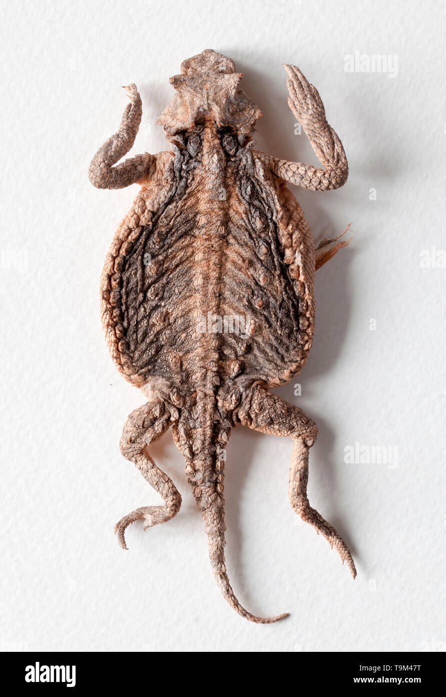 Dried lizard hi-res stock photography and images - Alamy