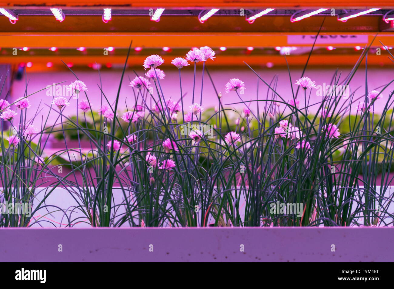 Chives in aquaponics system, combination of fish aquaculture with ...