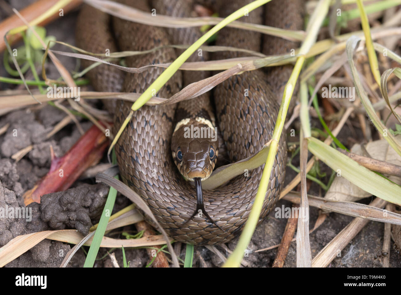 Close-up of a grass snake (barred grass snake, Natrix natrix helvetica ...