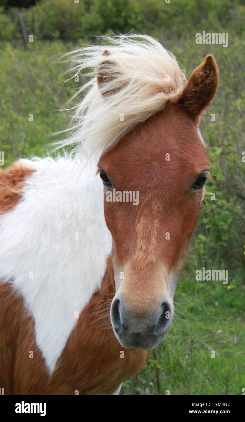 Wild Pony at Grayson Highlands, VA Stock Photo - Alamy