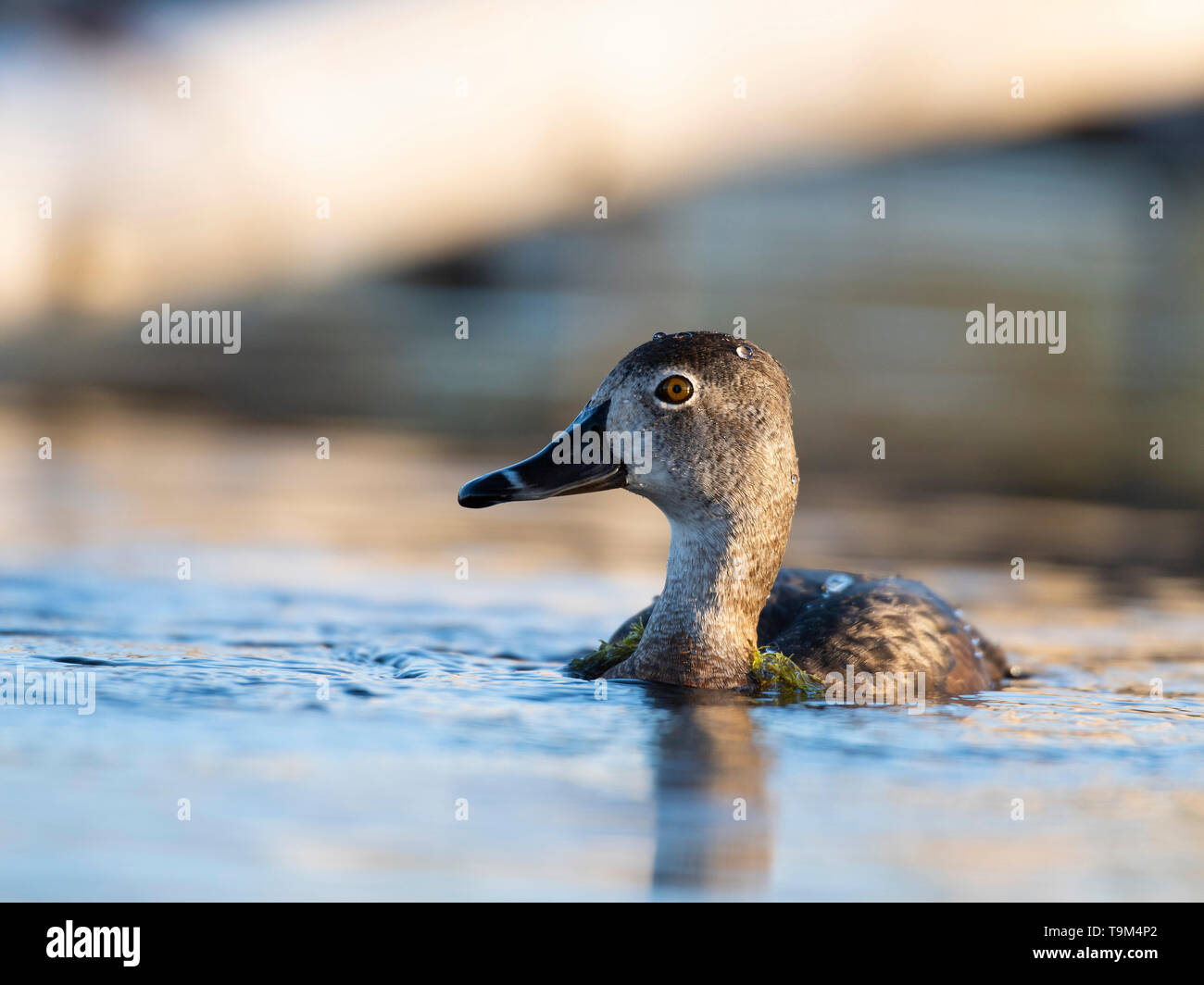 A Ringnecked Duck on a wetland in the spring Stock Photo - Alamy