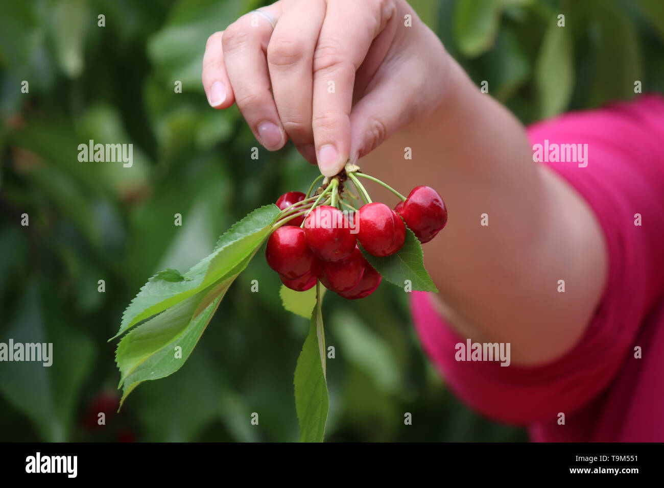 Cherries in hand Stock Photo - Alamy