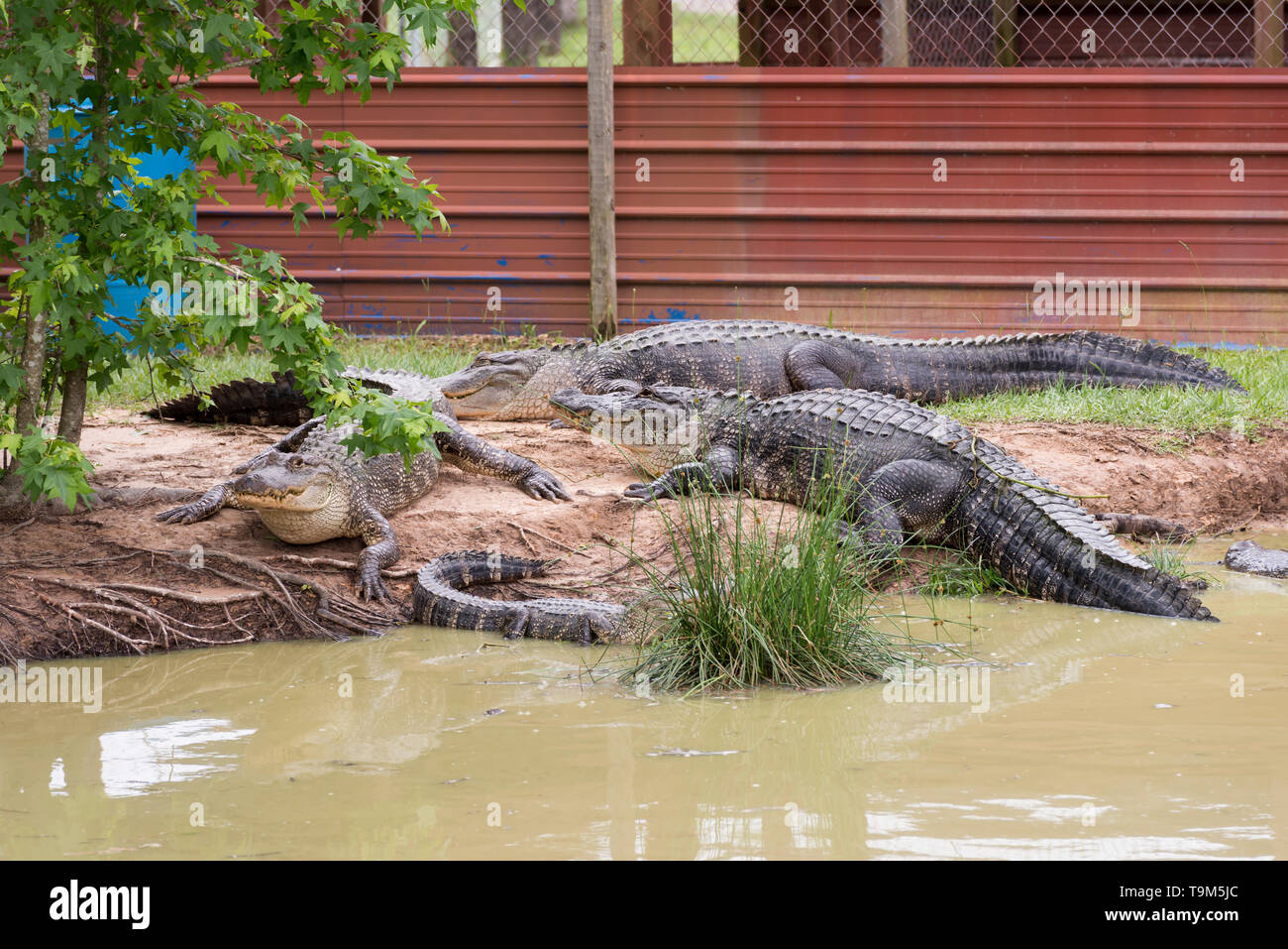 Rescue alligators hi-res stock photography and images - Alamy