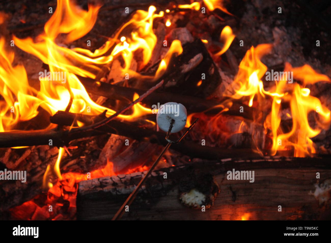 Roasting marshmallows for smores Stock Photo - Alamy