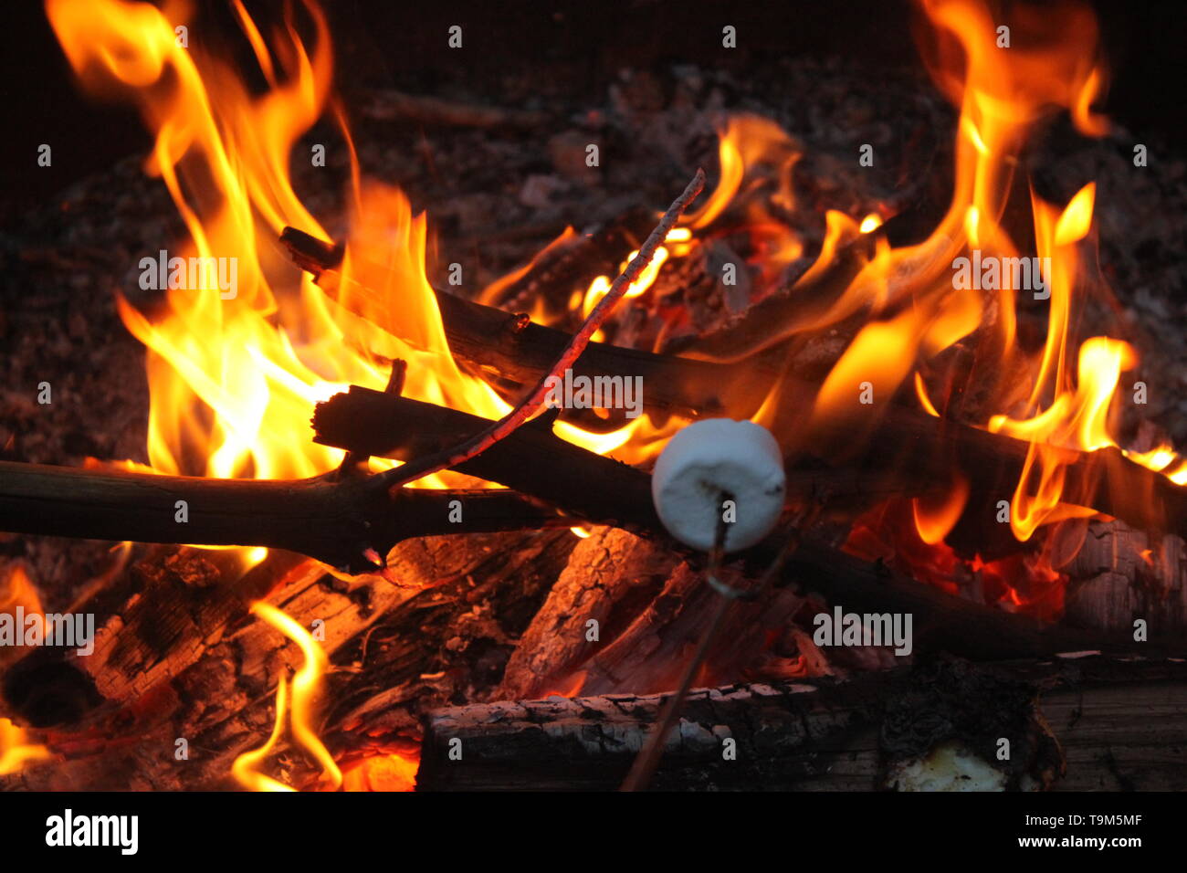 Roasting marshmallows for smores Stock Photo - Alamy