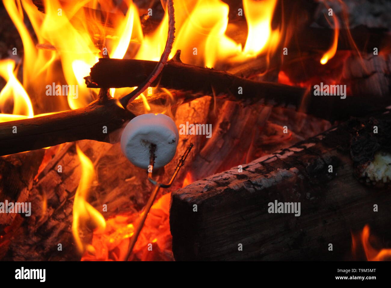 Roasting marshmallows for smores Stock Photo - Alamy