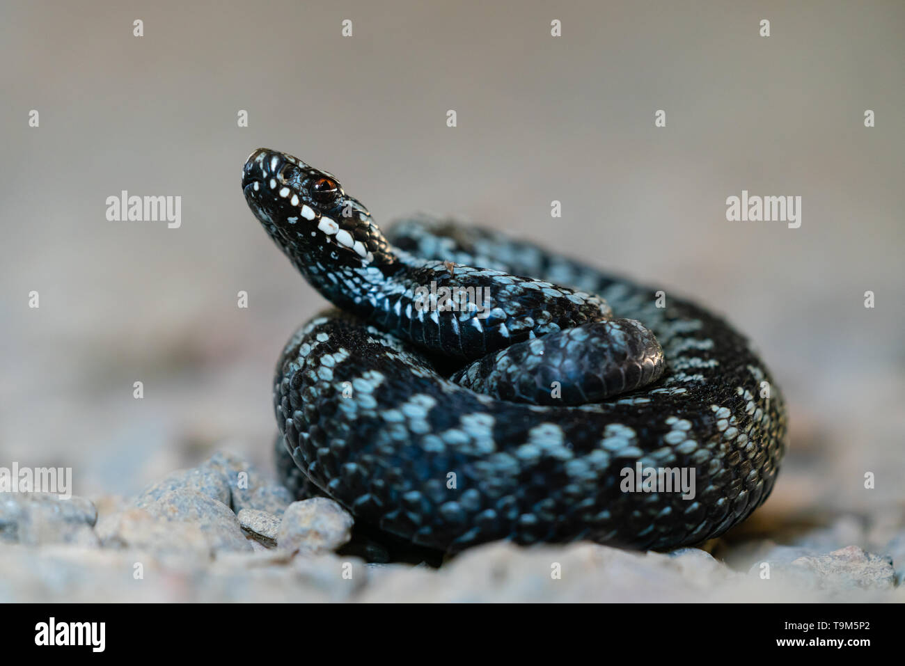 Common viper coiled on a gravel path Stock Photo - Alamy