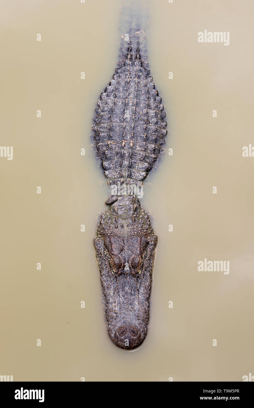 Looking down on a sole alligator in a pond Stock Photo - Alamy