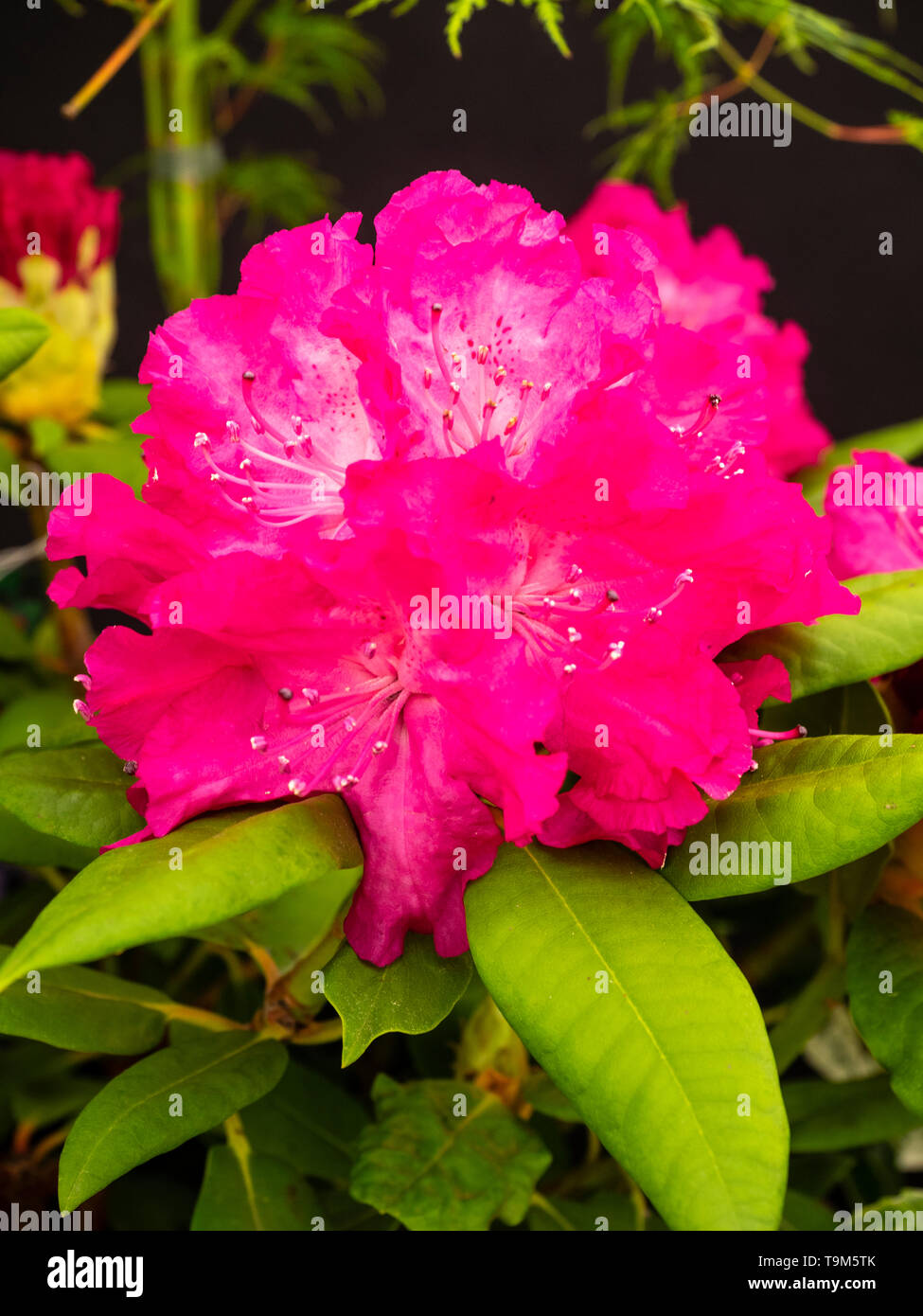 Late spring flowers hi-res stock photography and images - Alamy