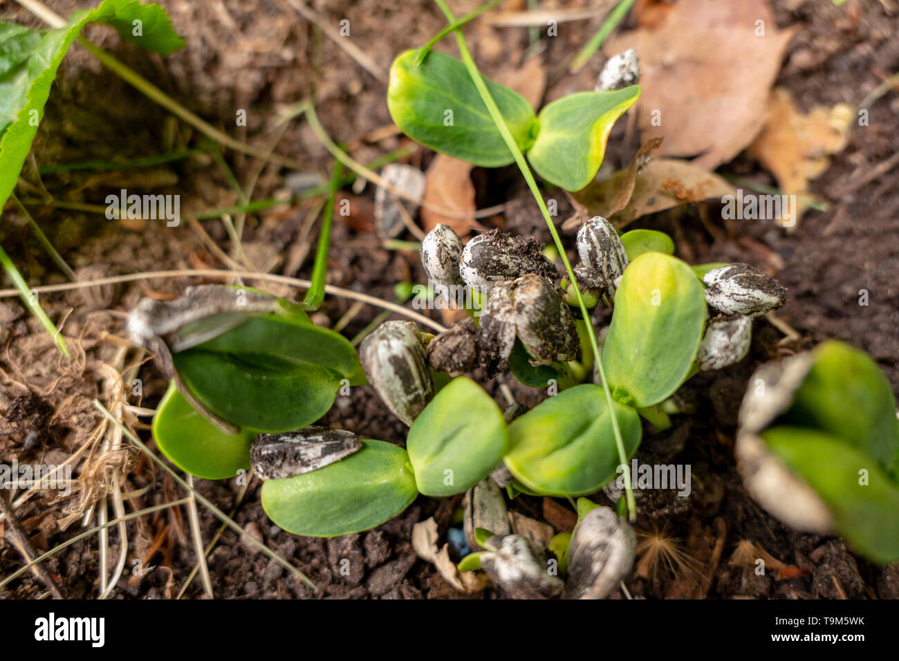 sunbulms arise directly from the earth from a sunflower seed a ...