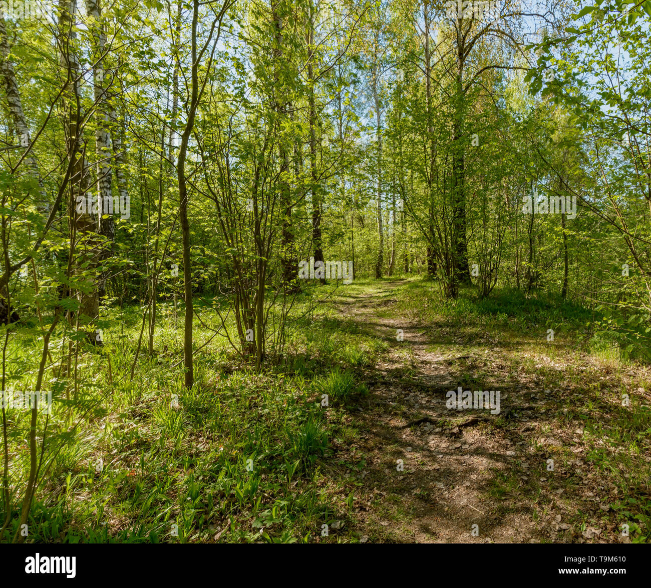 Spring walk along the river Sablinka in the Leningrad region. The ...