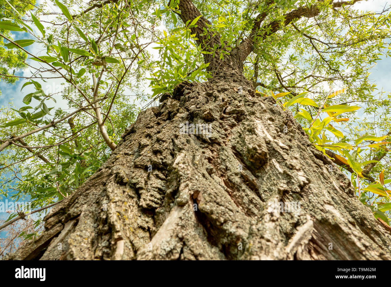 rough bark of a tree from below in spring extreme viewing angle Stock ...