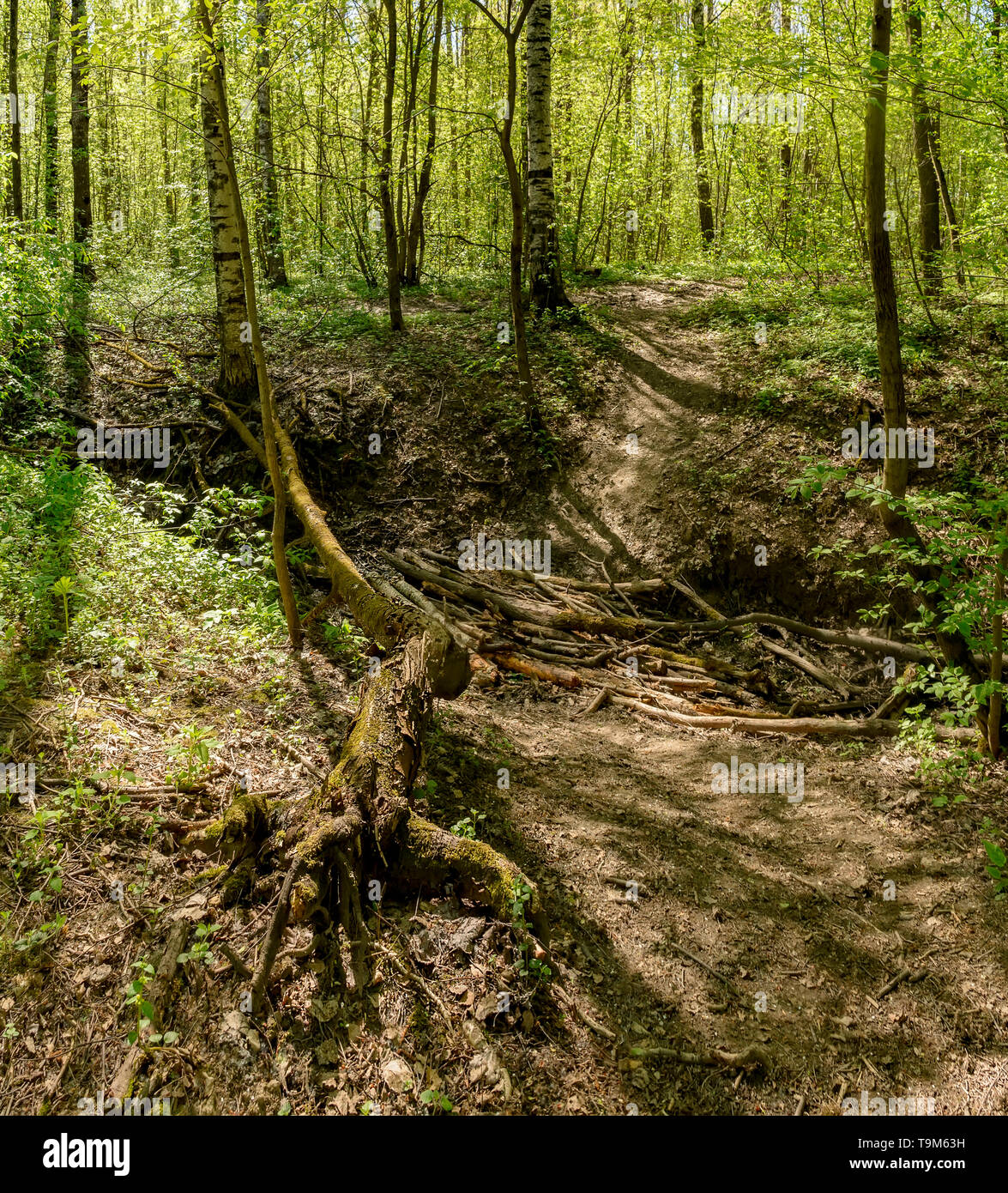 Spring walk along the river Sablinka in the Leningrad region. The ...