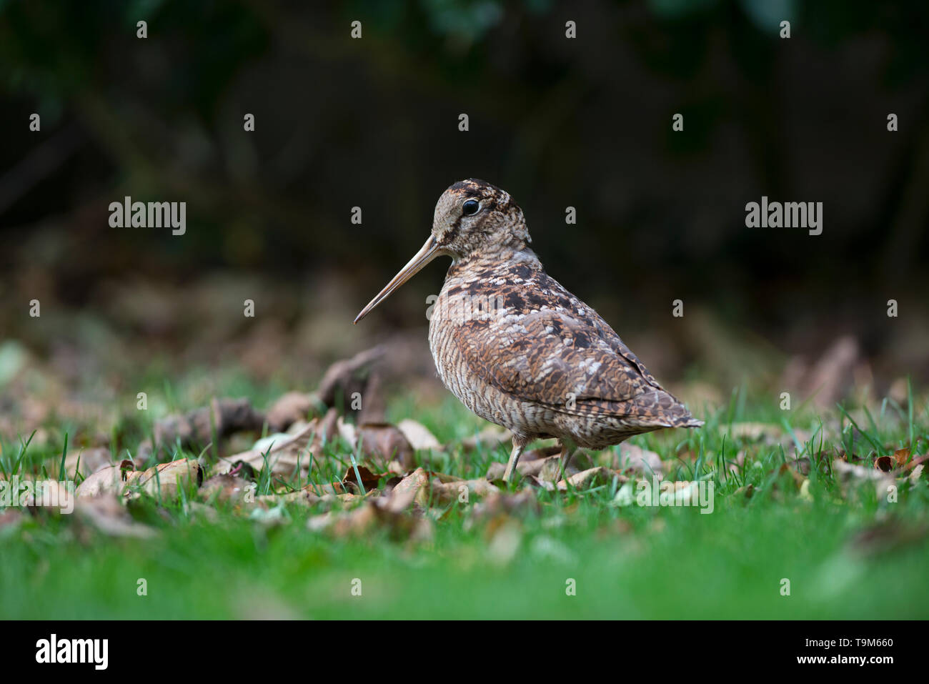 Scolopax rusticola hi-res stock photography and images - Alamy