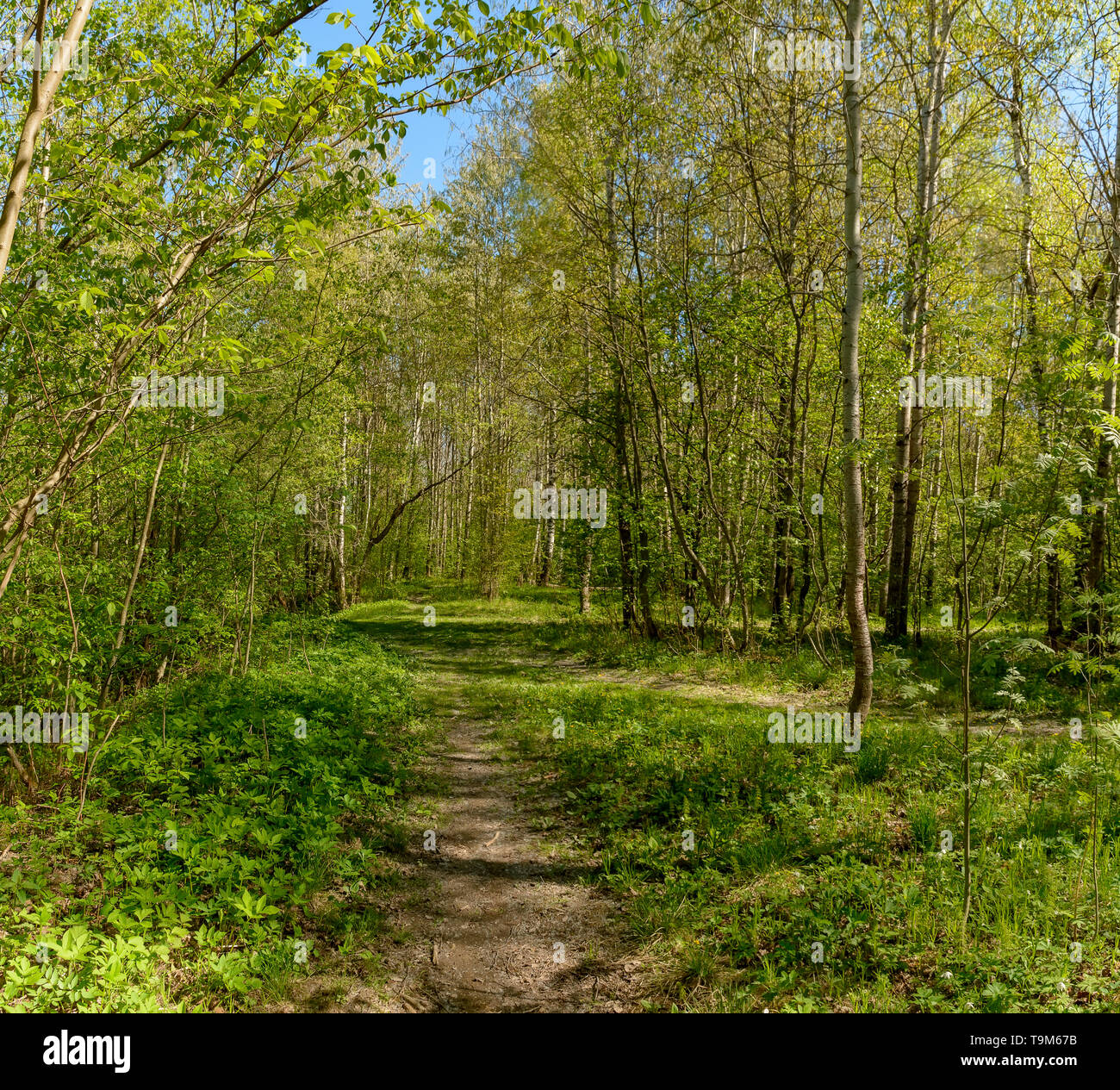 Spring walk along the river Sablinka in the Leningrad region. The ...