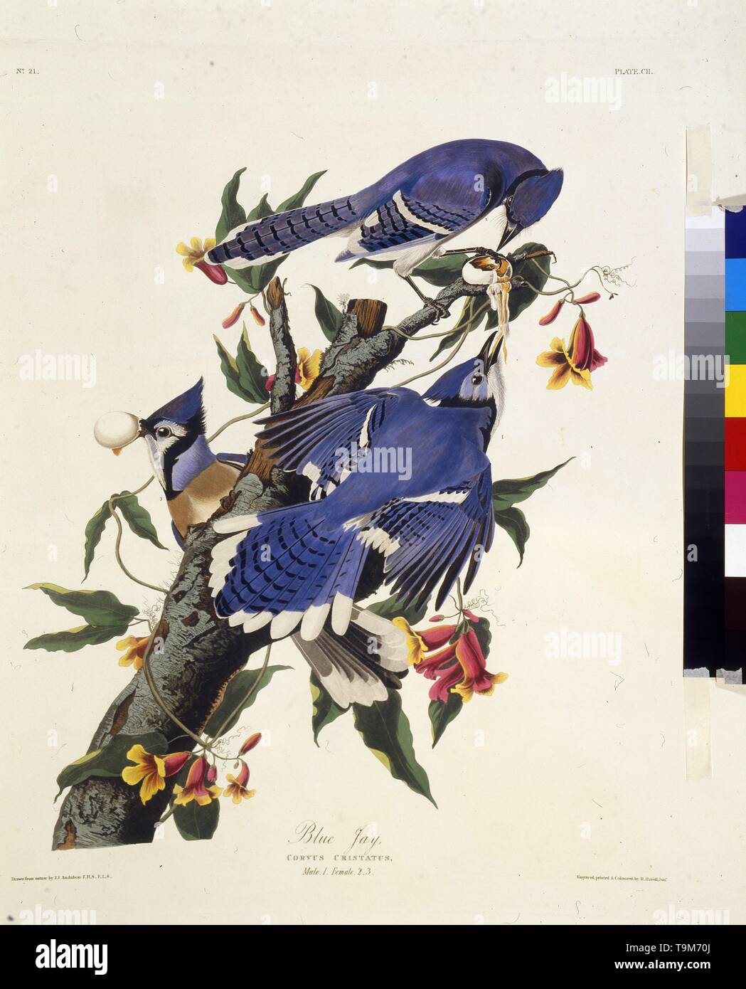 The blue jay. From "The Birds of America". Museum: PRIVATE COLLECTION ...