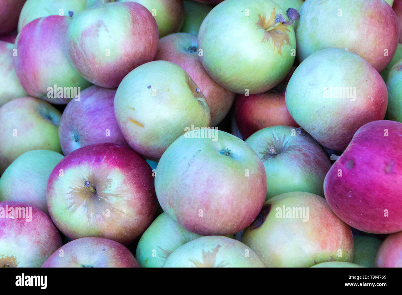 Apples in loose can be used as background or wallpaper and for other ...