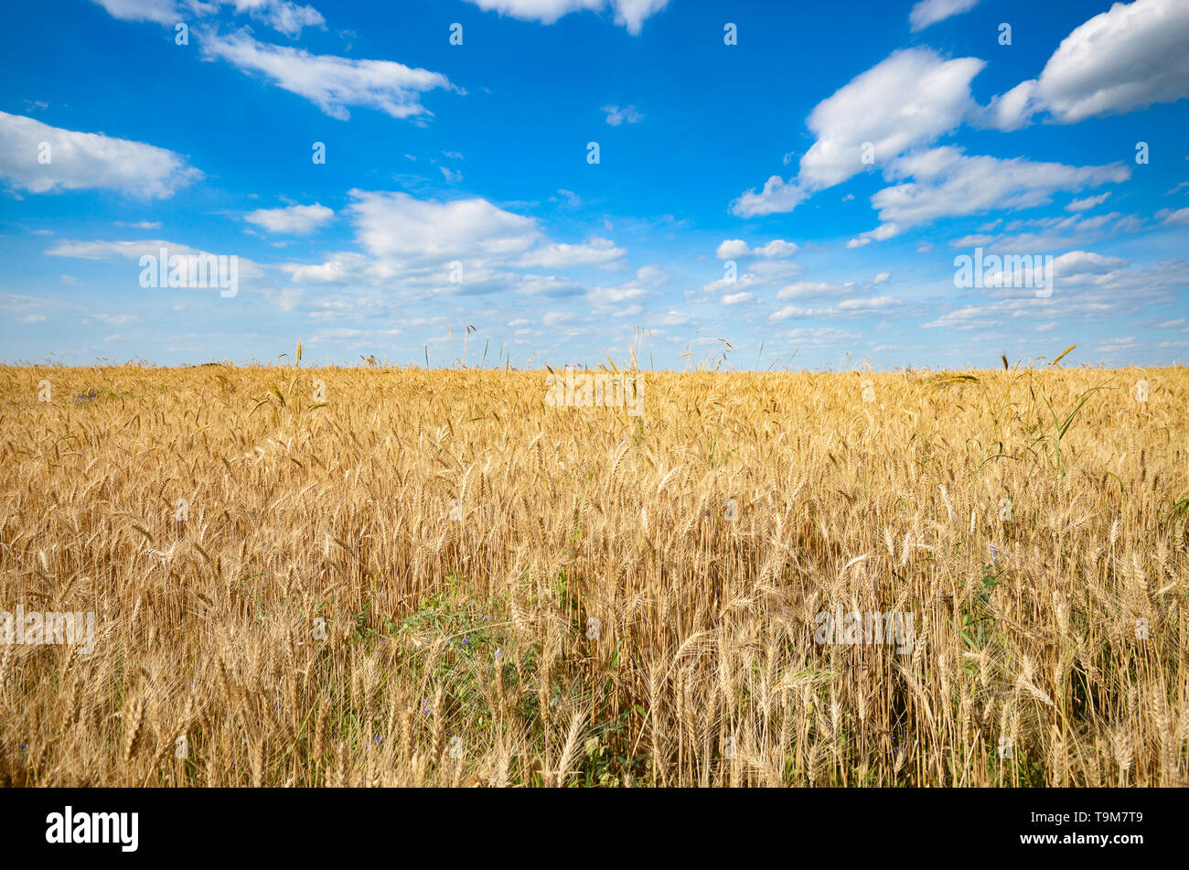Wheat field against sun light under blue sky Stock Photo - Alamy