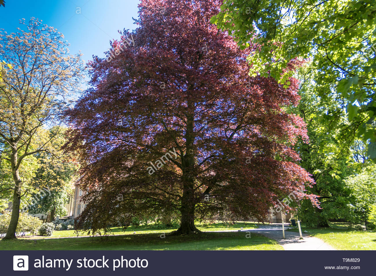 Cappenberg Castle High Resolution Stock Photography and Images - Alamy