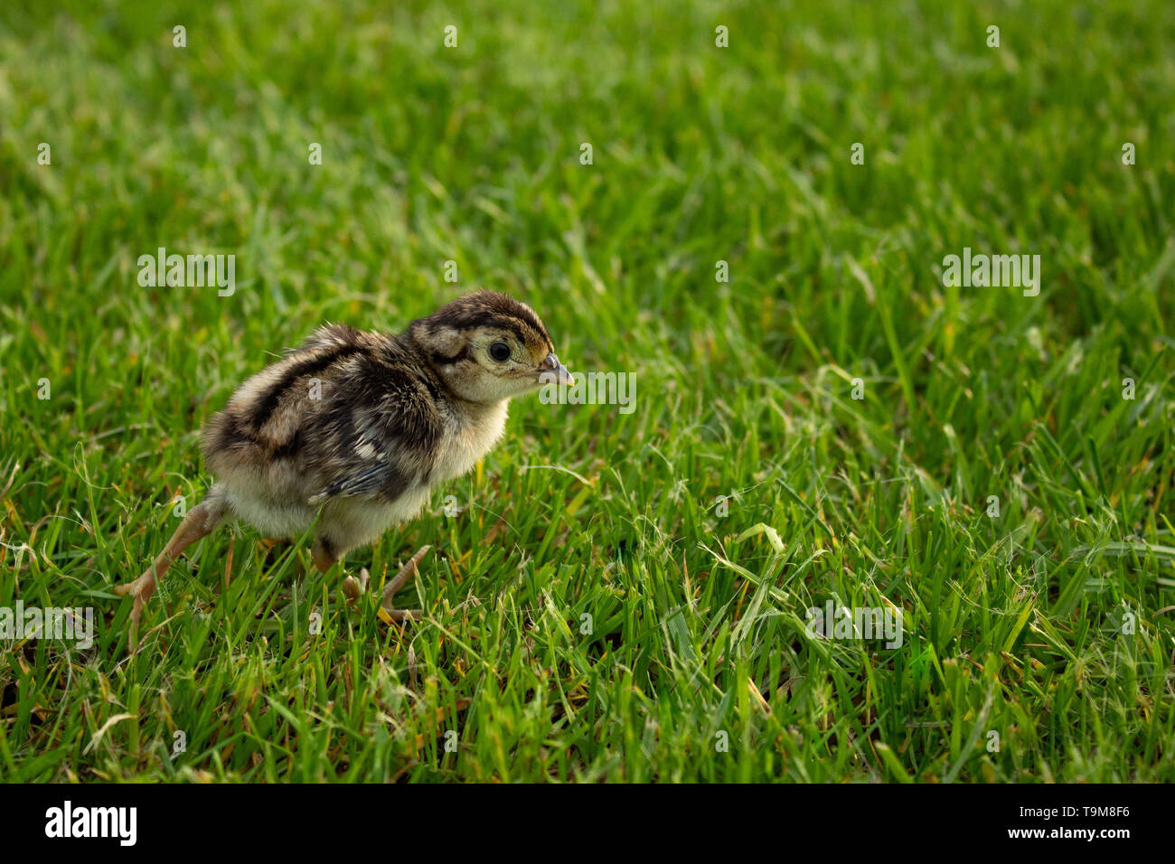 Pheasant chicks hi-res stock photography and images - Alamy