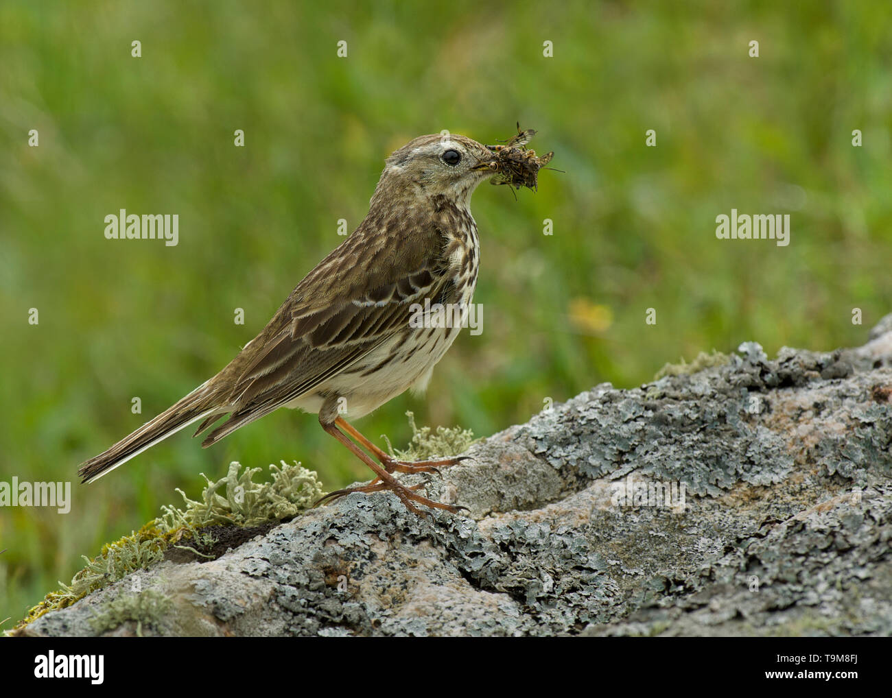 Meadow Pipit, Tiree, Scotland Stock Photo - Alamy