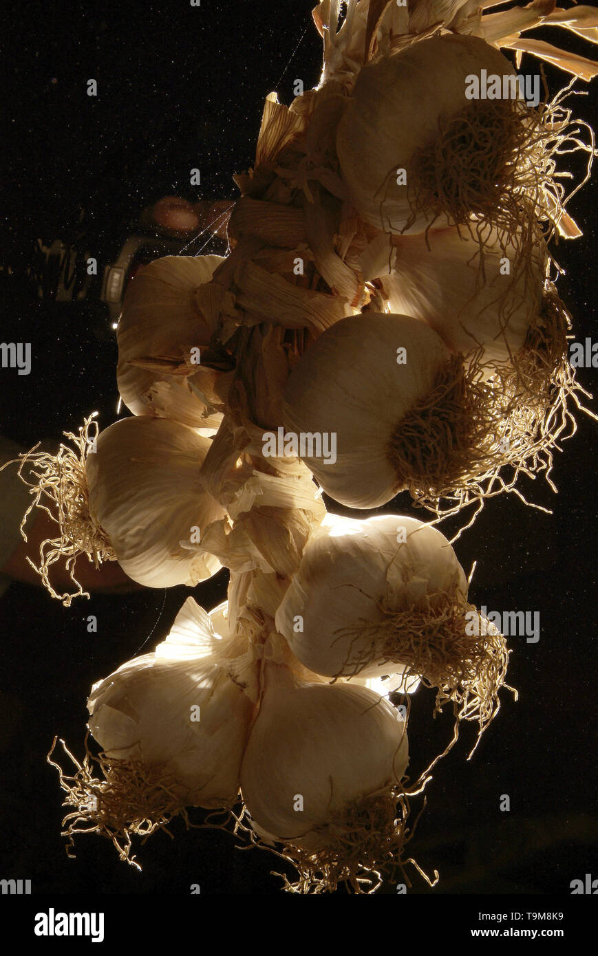 Garlic braid handing from the ceiling, with black background and back ...