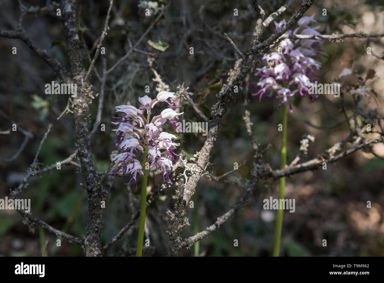 Monkey Orchid (Orchis simia Stock Photo - Alamy