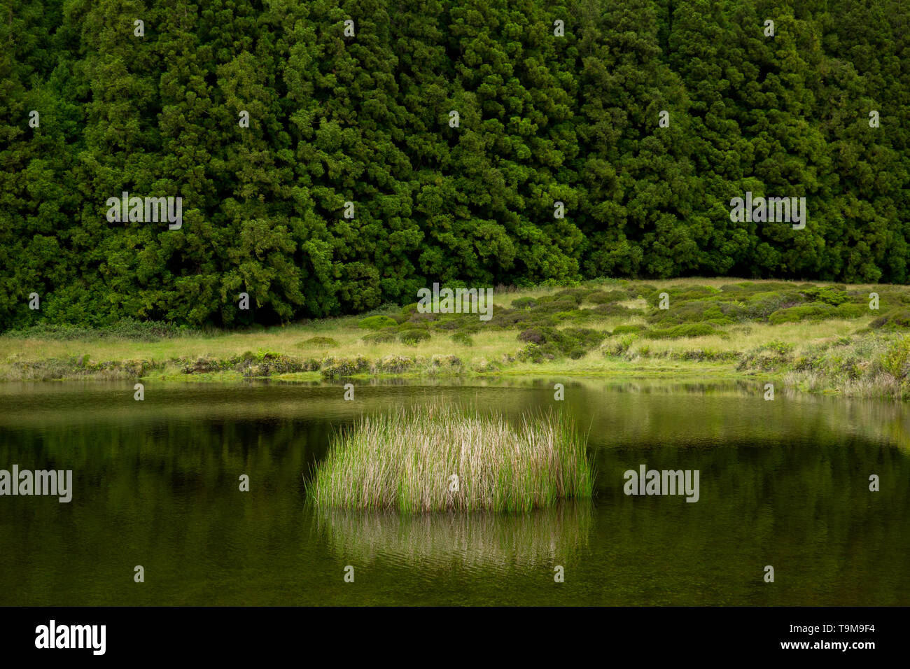 Vegetation in the middle of Lagoa do Negro. Terceira, Azores, Portugal ...