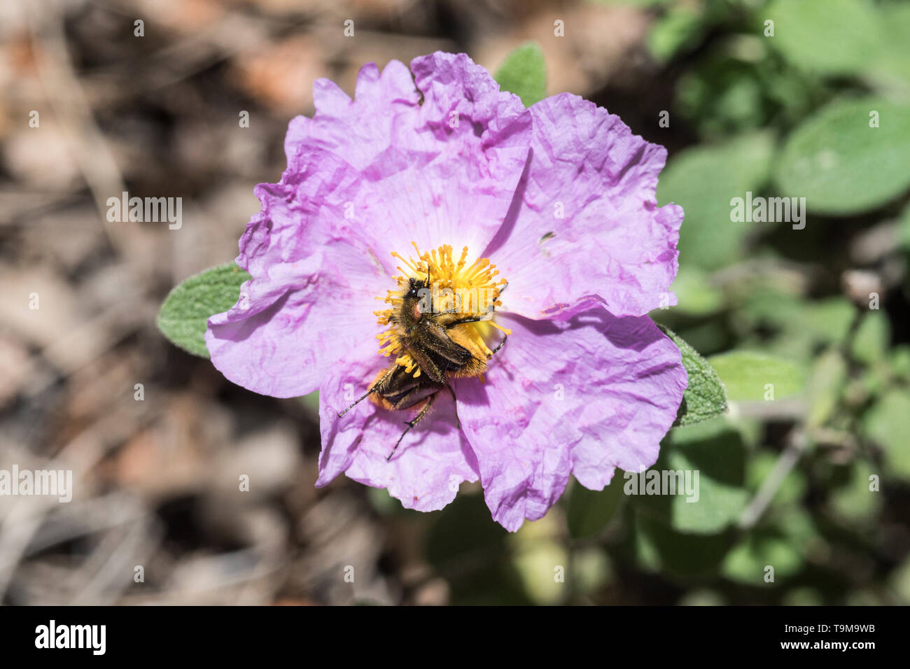 Beetles (Pygopleurus sp) feeding on a flower Stock Photo - Alamy