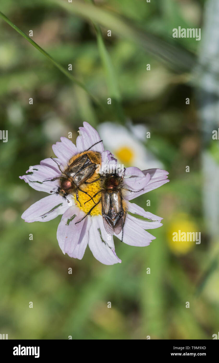 Pygopleurus sp hi-res stock photography and images - Alamy