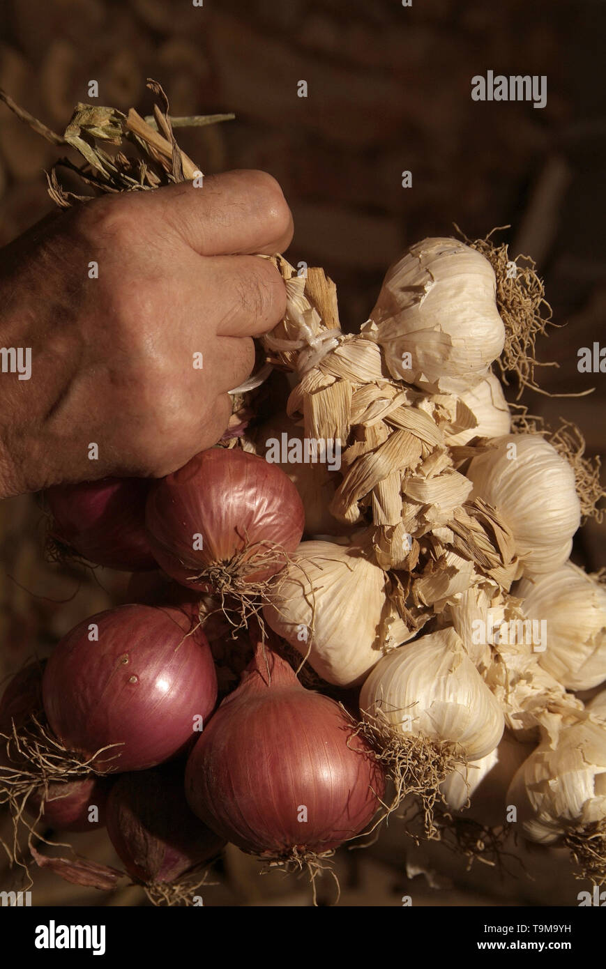 Bunche of onions and garlic hanging from the ceiling in a barn with ...