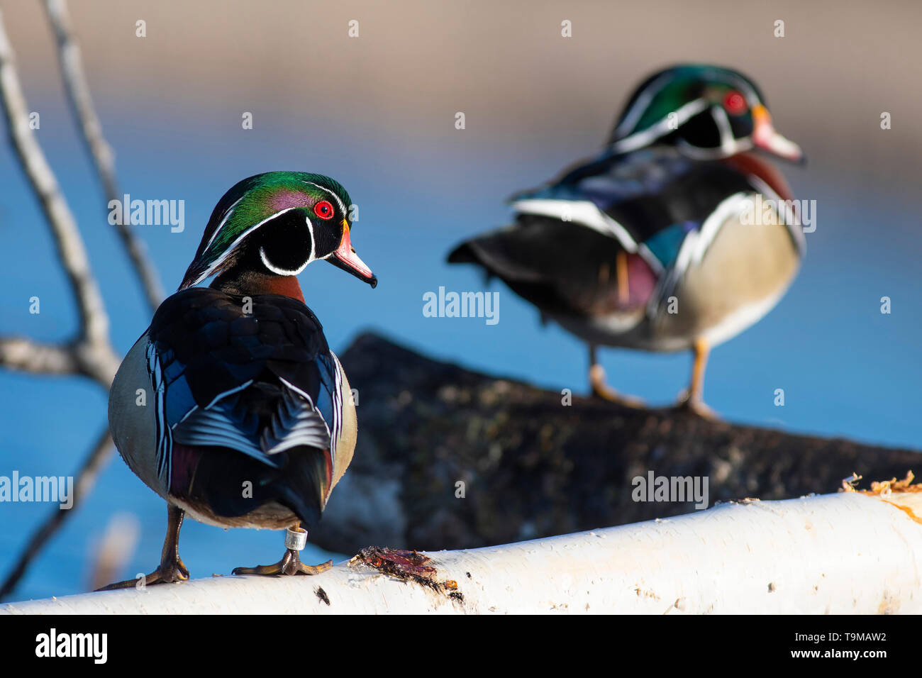 Banded duck hi-res stock photography and images - Alamy
