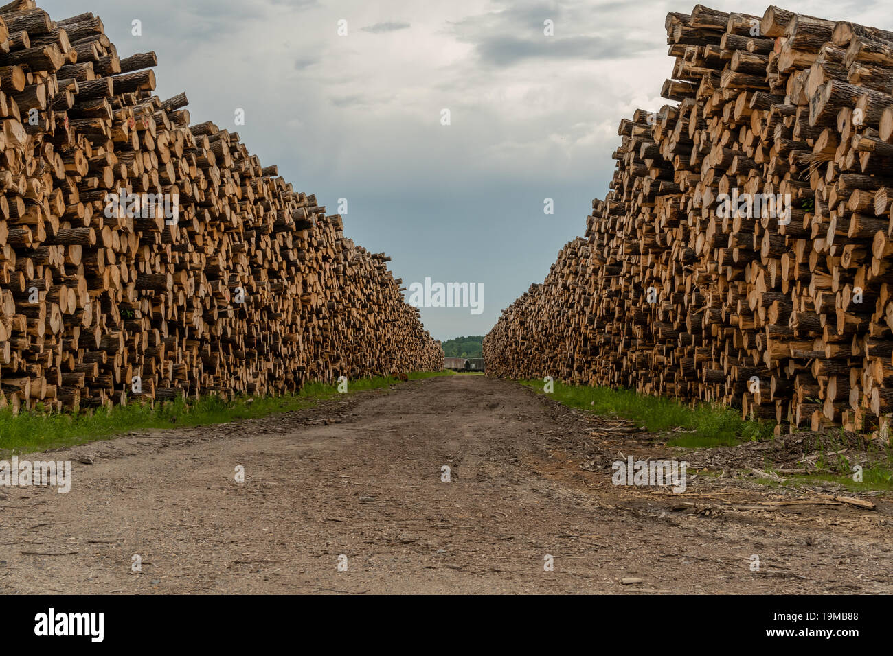 Dirt Path Through Stacks of Logged Wood on Overcast Day Stock Photo - Alamy