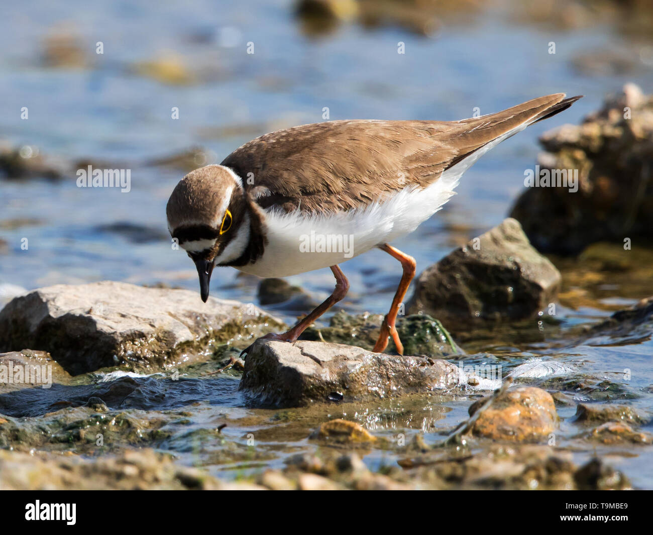 Little Ringed Plover in close Stock Photo - Alamy