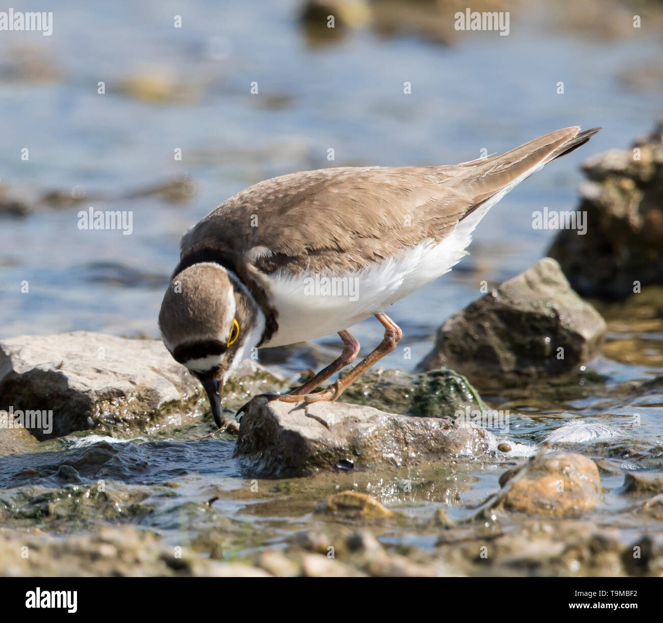 Little Ringed Plover in close Stock Photo - Alamy