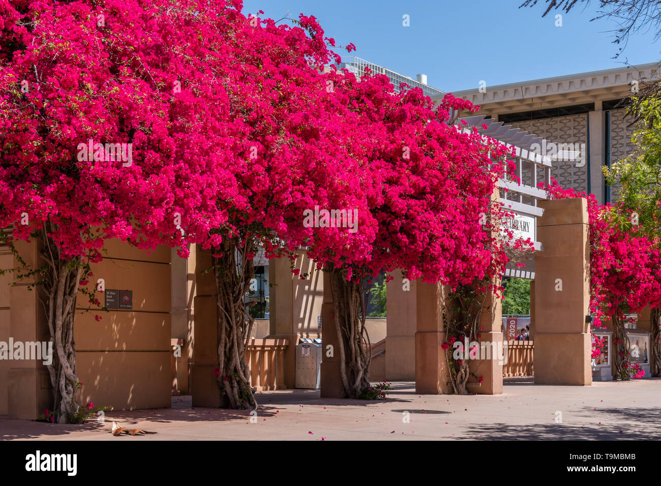 Tempe, arizona library hi-res stock photography and images - Alamy