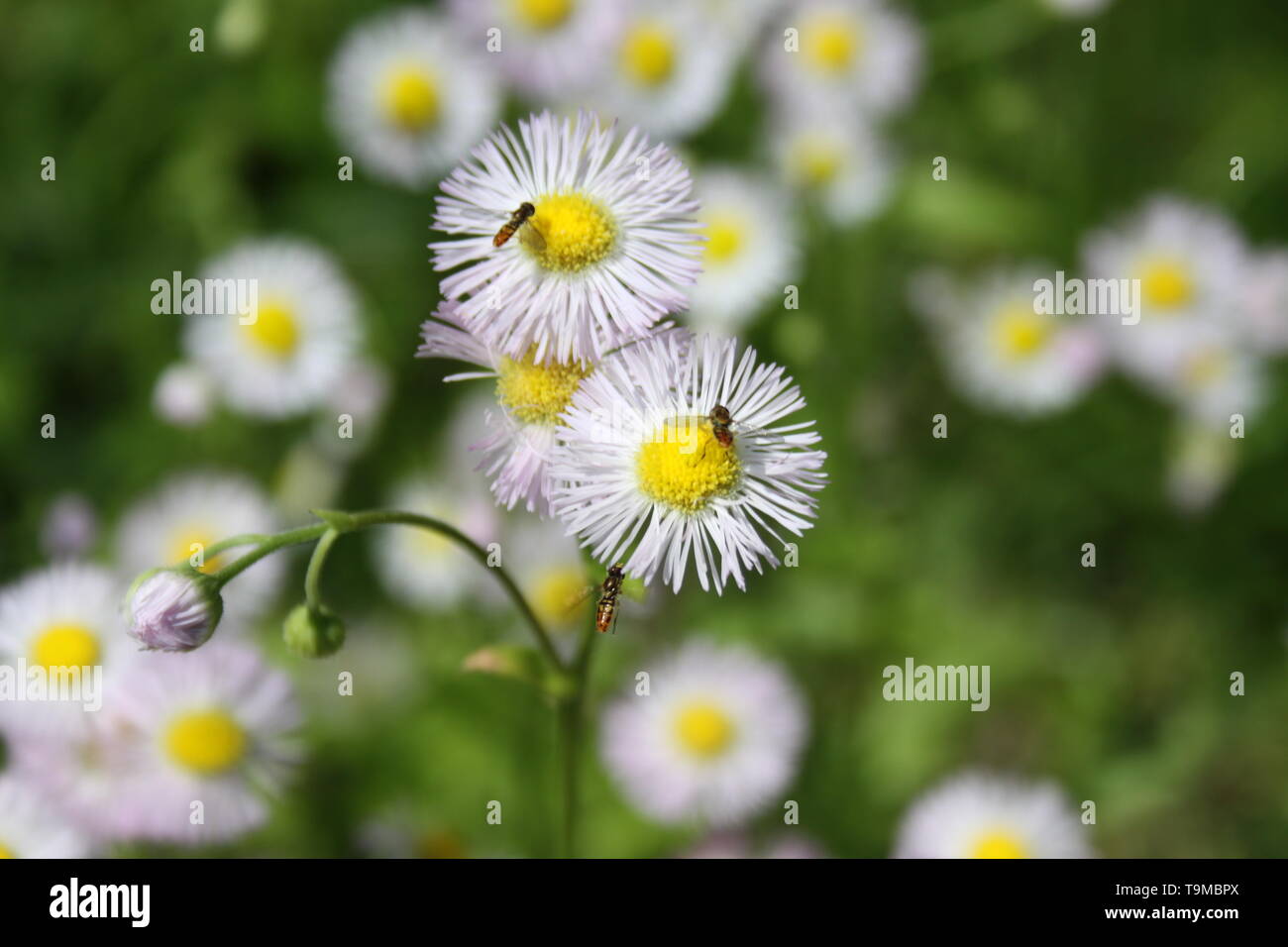 Daisies and Bees Stock Photo - Alamy