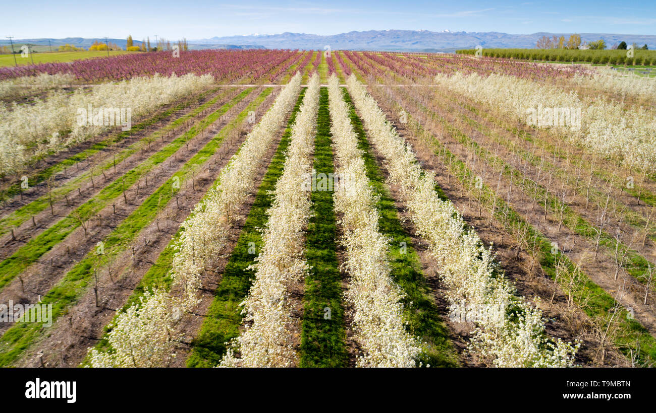 Farmers field filled with beautiful flowering fruit trees in the spring ...