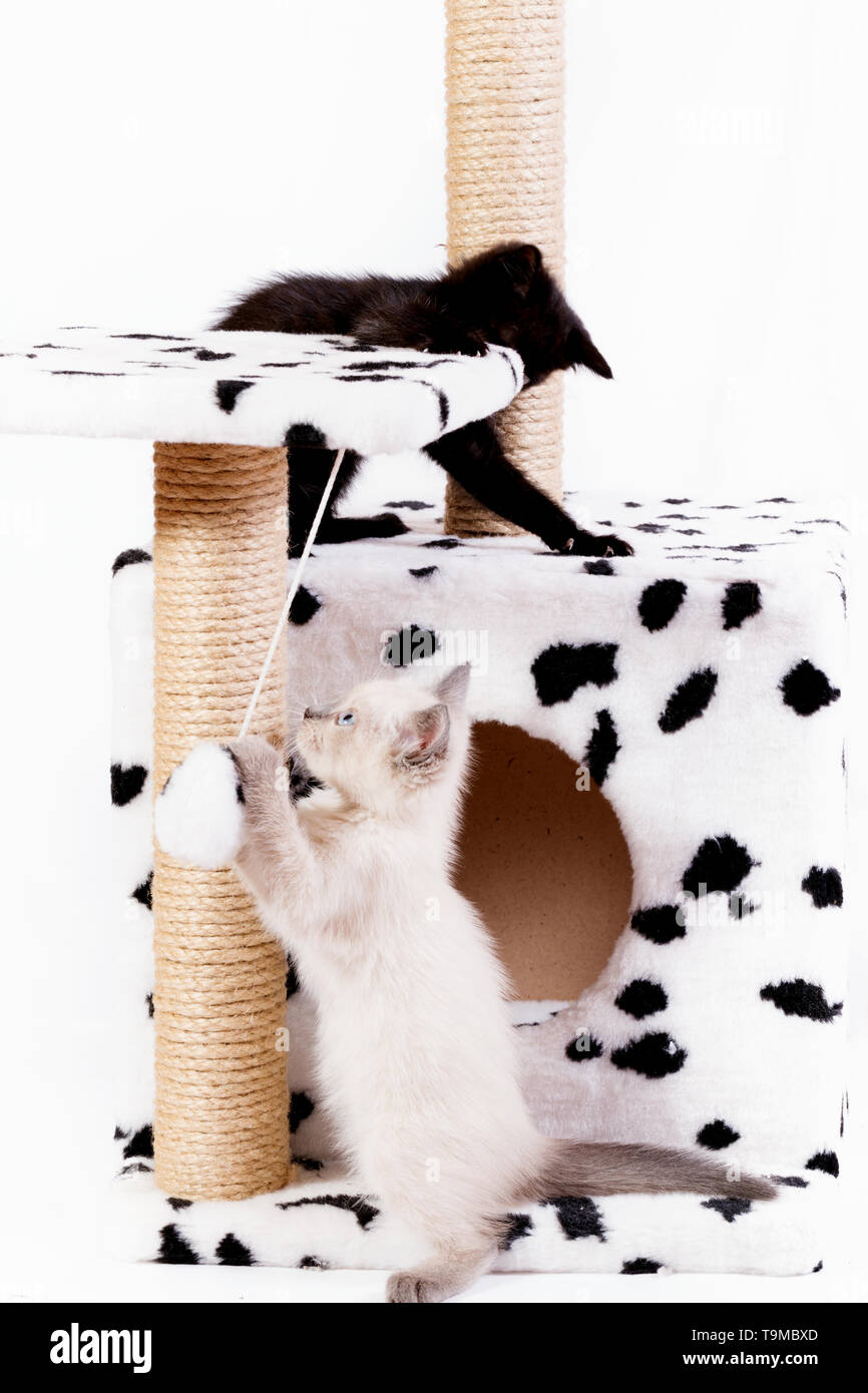 Kittens play in the game complex for cats Stock Photo - Alamy