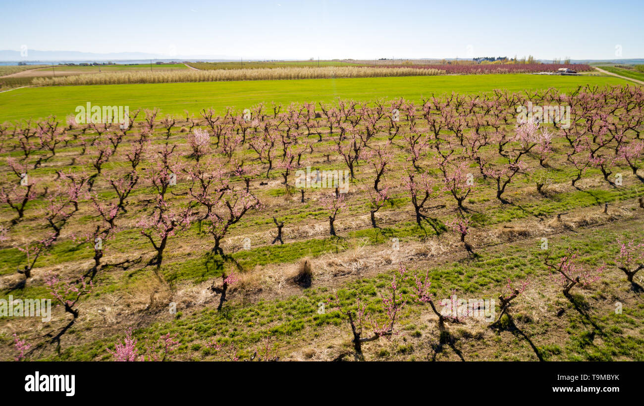 Aerial view of an Orchard in the spring with flowering trees Stock ...
