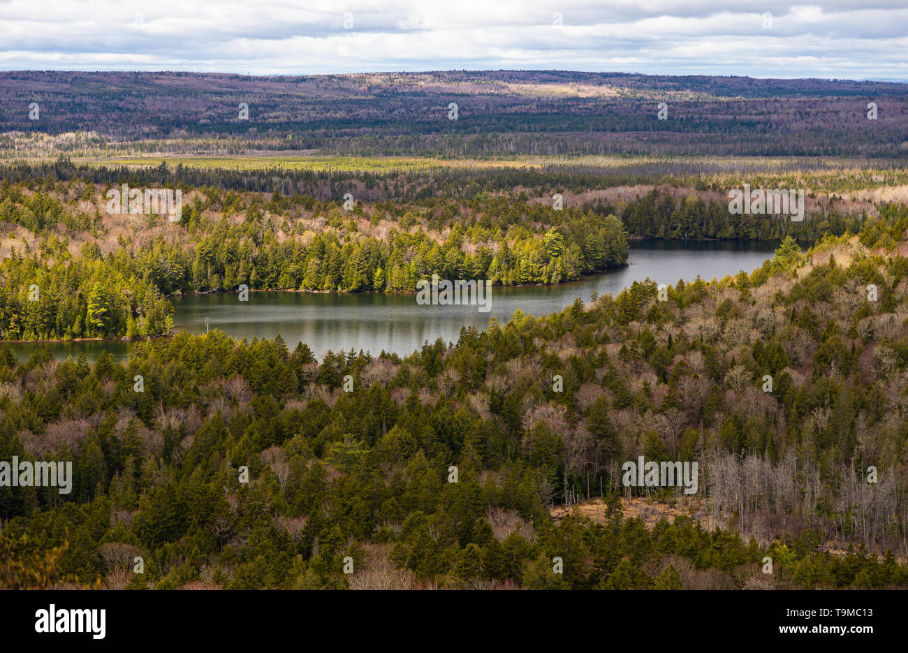 Acadian forest hi-res stock photography and images - Alamy