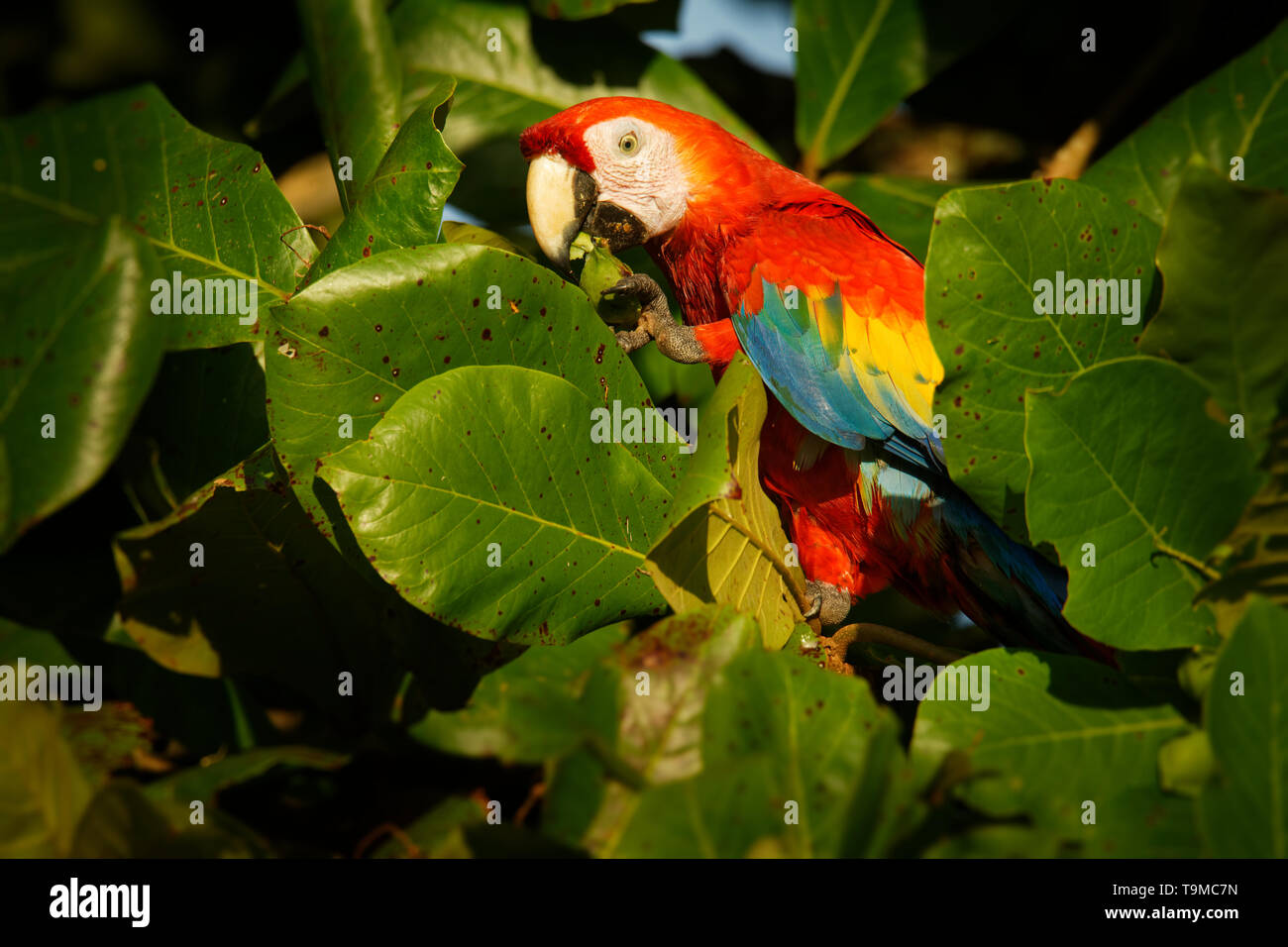 Scarlet Macaw - Ara macao large red, yellow, and blue Central and South ...