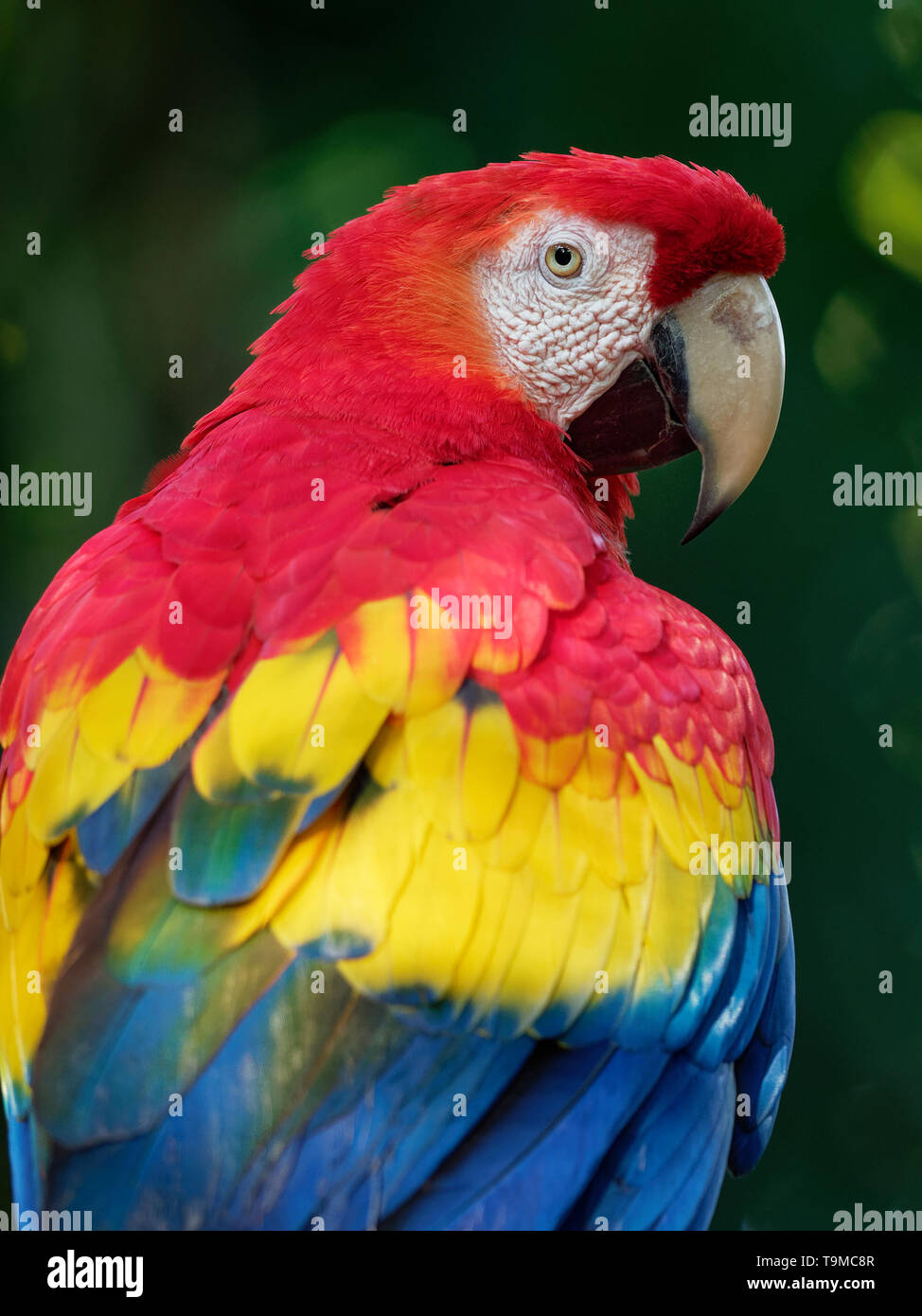 Scarlet Macaw - Ara macao large red, yellow, and blue Central and South ...