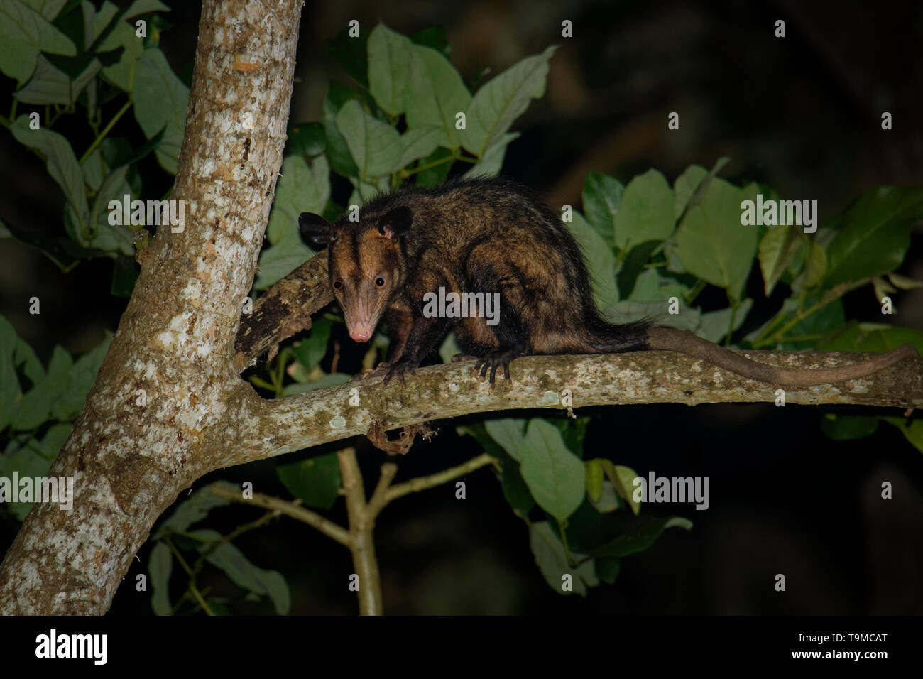 Common Opossum - Didelphis marsupialis also called the southern or ...